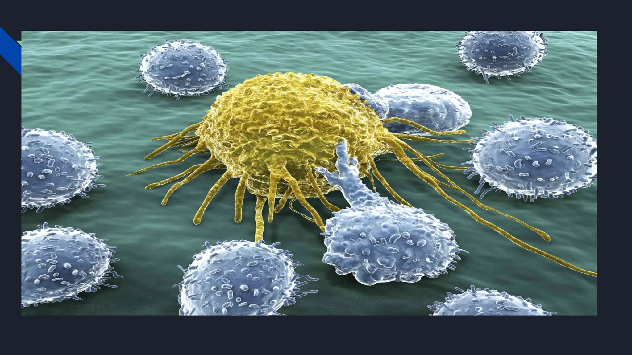 An overview of T Lymphocytes and other cell | PPT