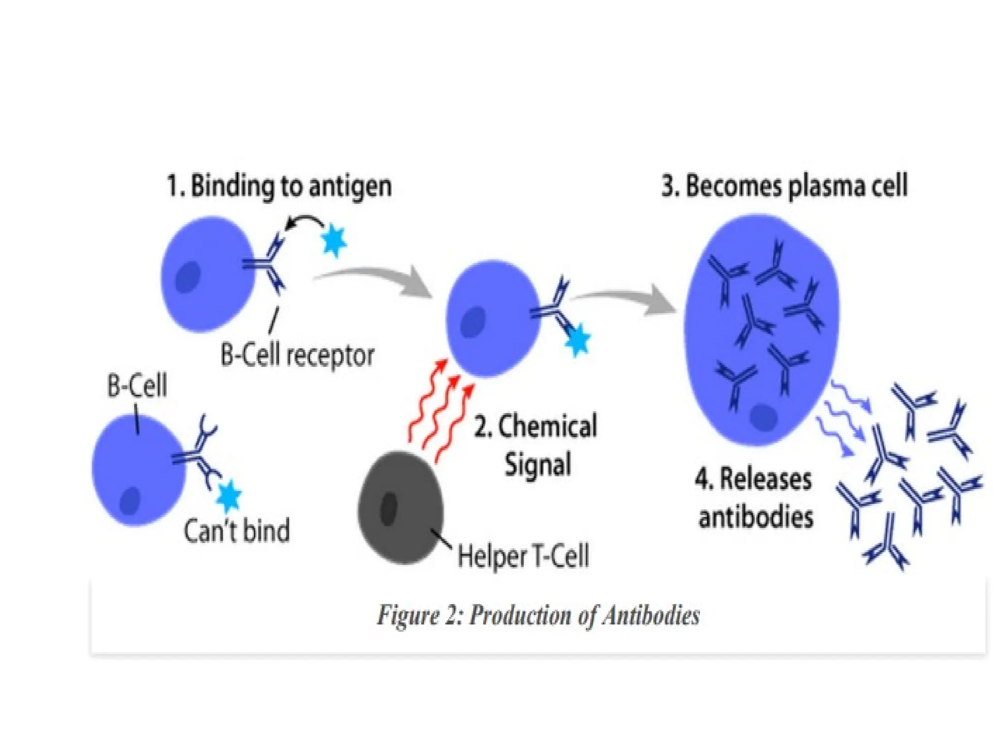 T Cells And B Cells And Ig Pptxiiiiiiiiiiiiiii Pptx
