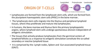 T –CELLS AND T-REGULATORY CELLxxxxxxxxxxxxxxxxxxxxS.pptx