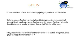 T –CELLS AND T-REGULATORY CELLxxxxxxxxxxxxxxxxxxxxS.pptx