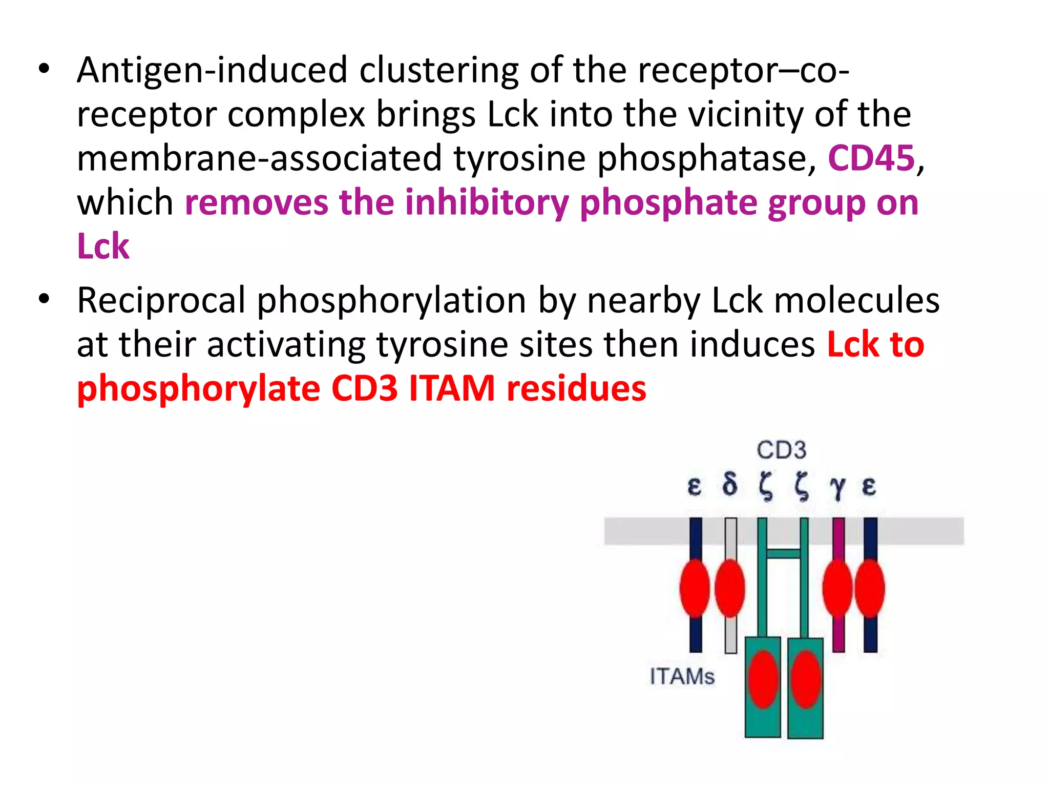 T cell signalling pathway | PPTX