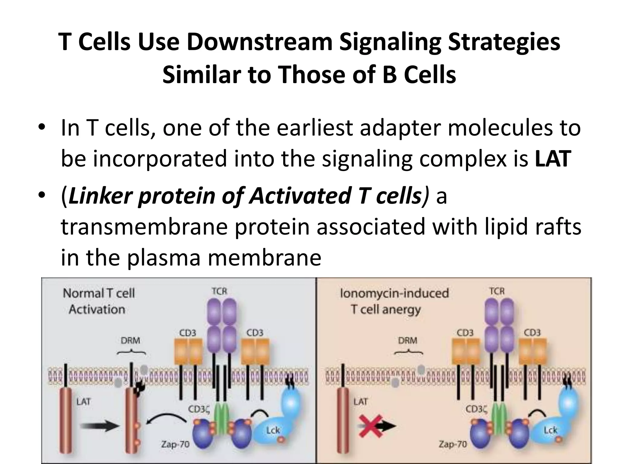 T cell signalling pathway | PPTX