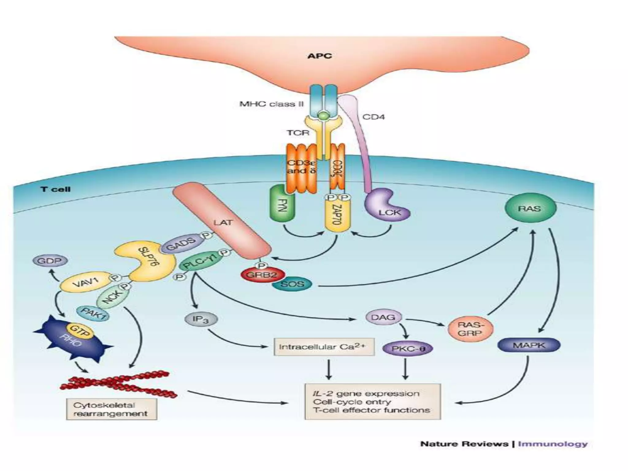 T cell signalling pathway | PPTX