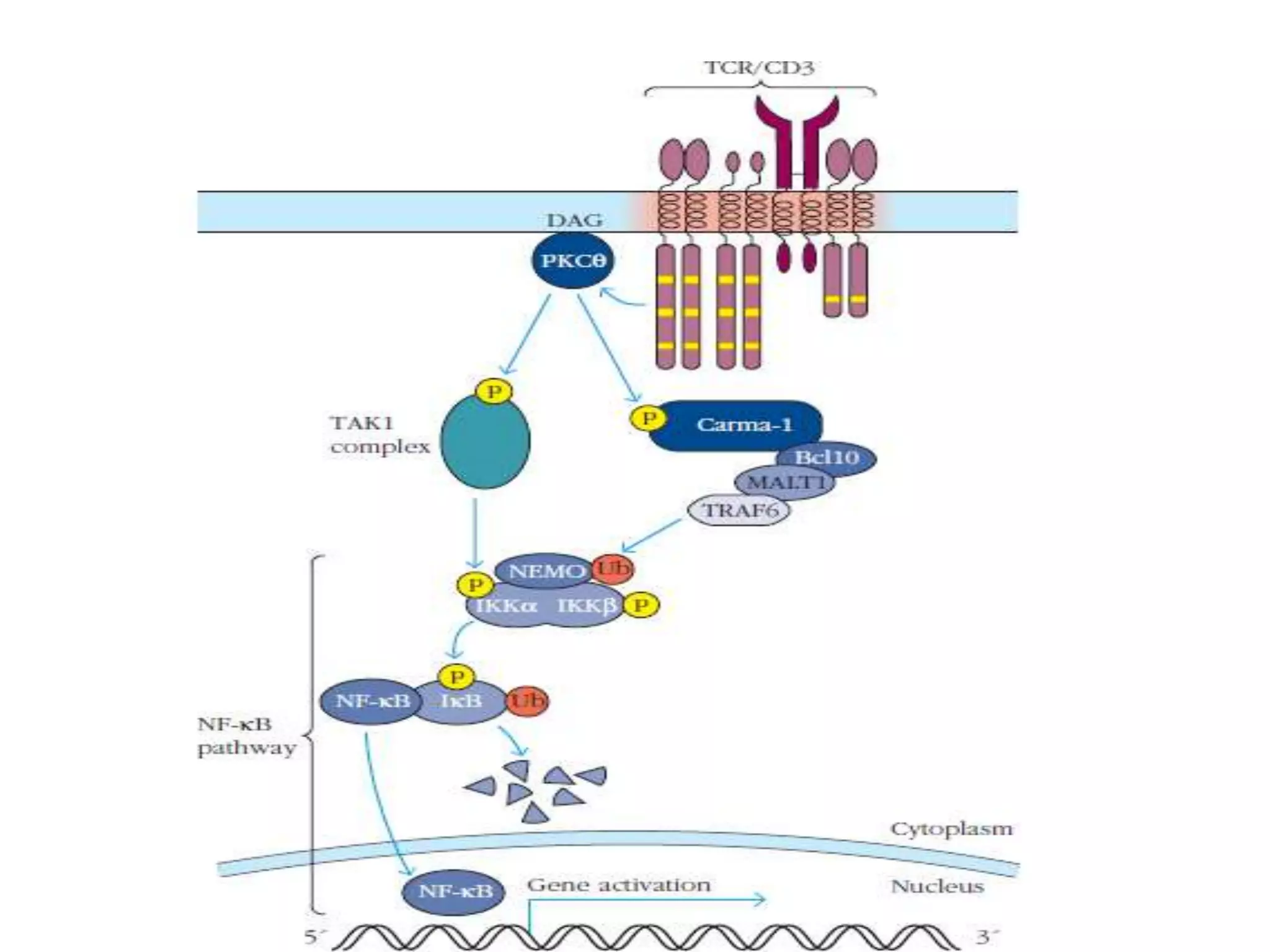 T cell signalling pathway | PPTX