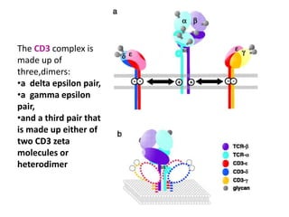T cell signalling pathway | PPTX