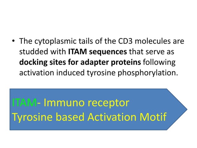 T cell signalling pathway | PPTX | Endocrine and Metabolic Diseases ...