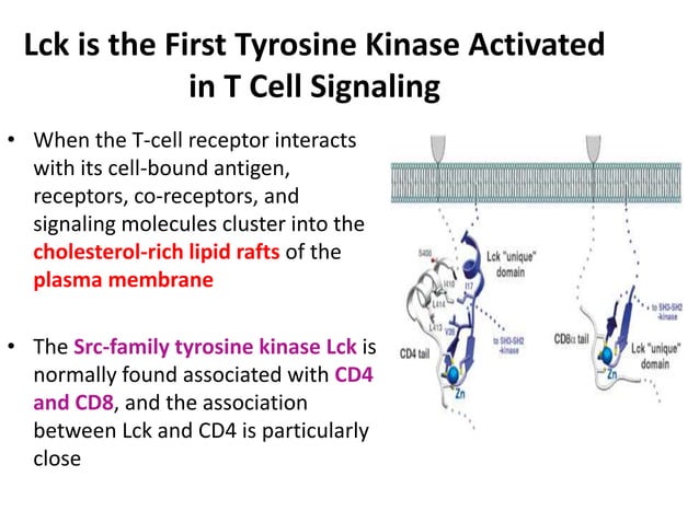 T cell signalling pathway | PPTX | Endocrine and Metabolic Diseases ...
