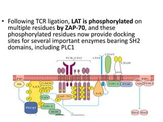 T cell signalling pathway | PPTX