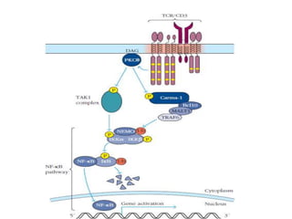 T cell signalling pathway | PPTX