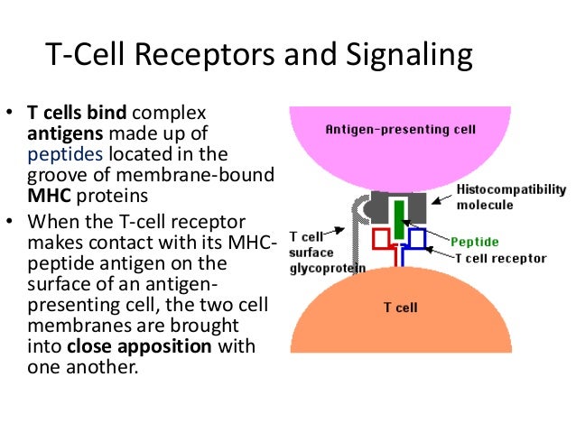 T cell signalling pathway