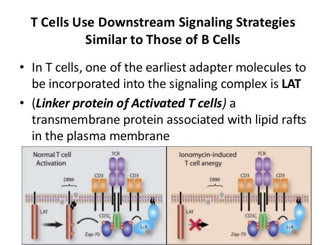 T cell signalling pathway
