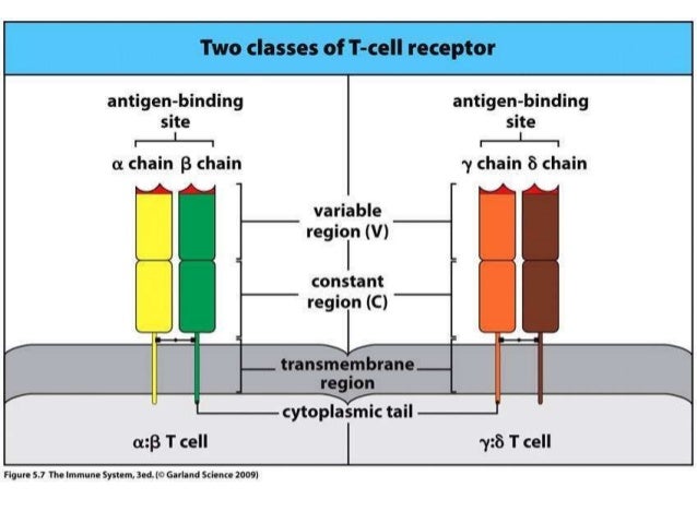 T cell signalling pathway
