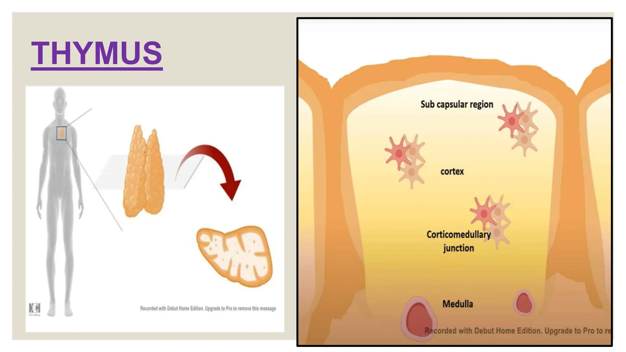 T CELL lymphocyte , its function, production and types pptx | PPTX