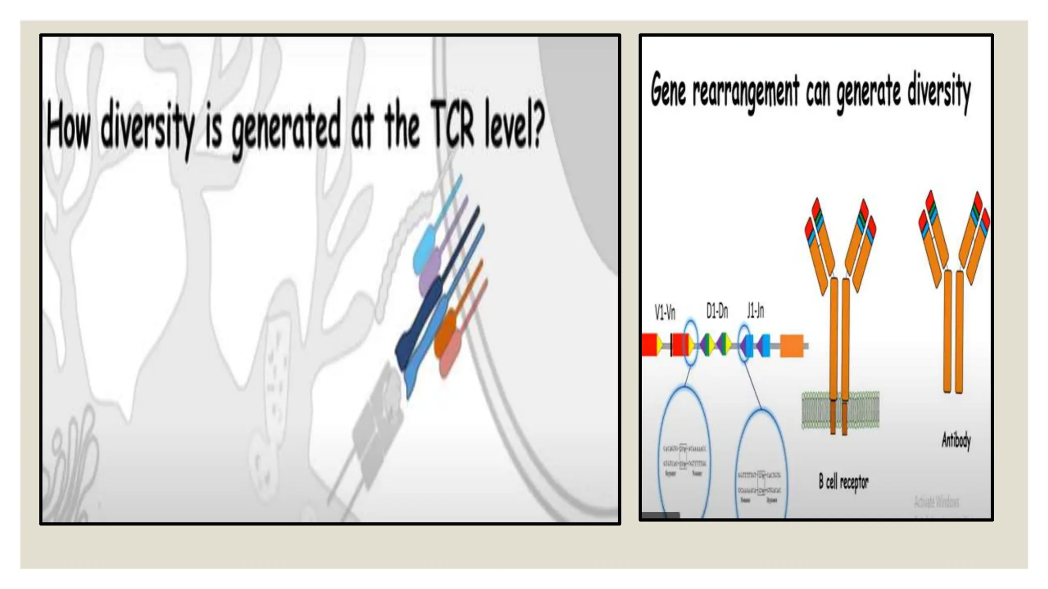 T CELL lymphocyte , its function, production and types pptx | PPTX