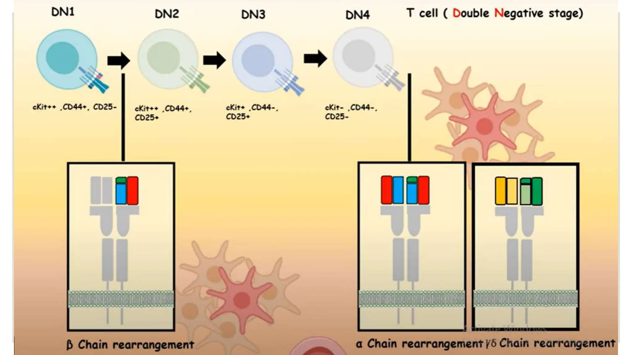 T CELL lymphocyte , its function, production and types pptx | PPTX