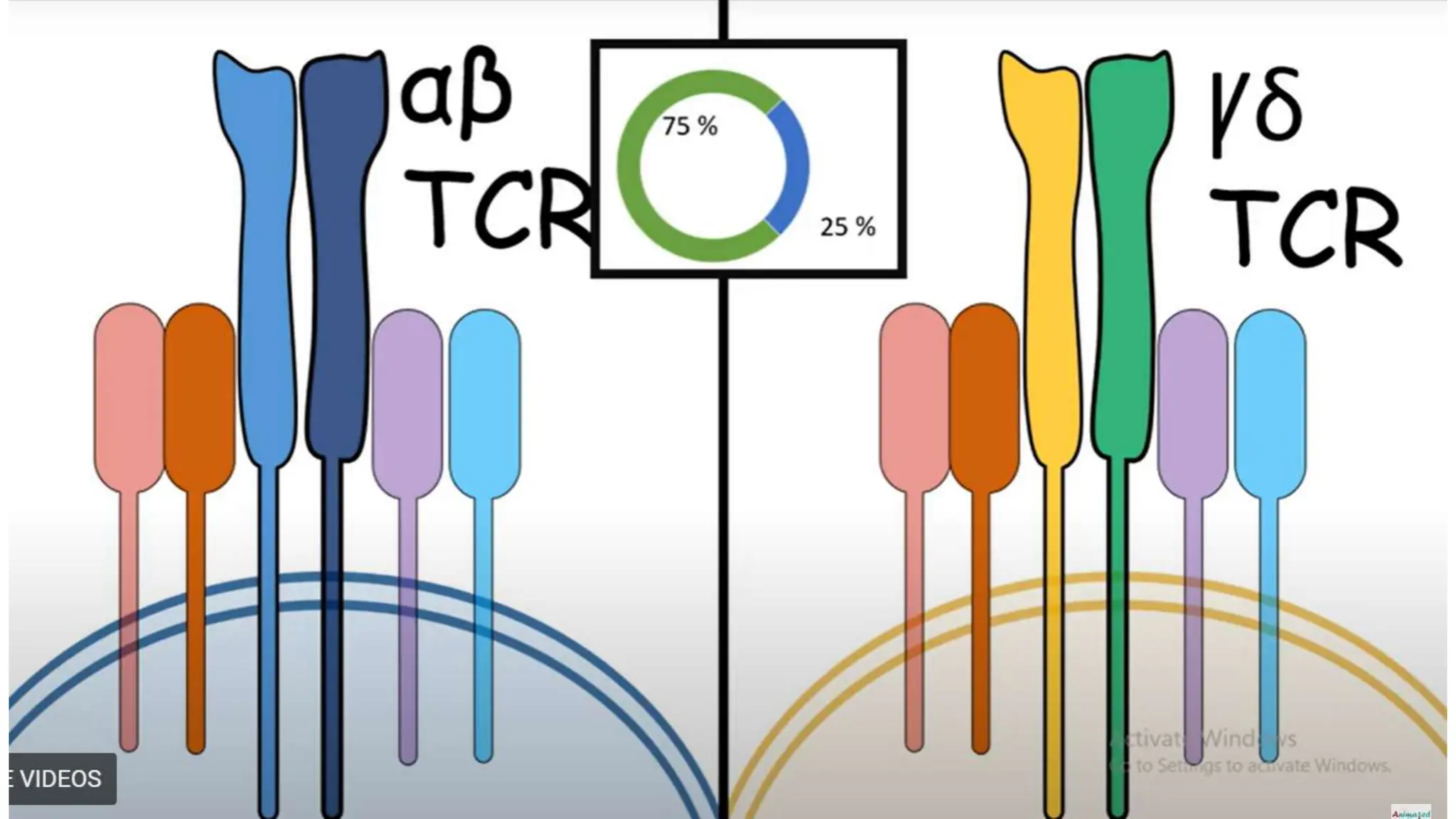 T CELL lymphocyte , its function, production and types pptx | PPTX