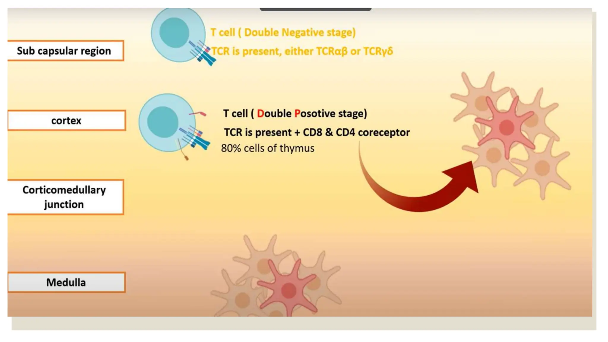 T CELL lymphocyte , its function, production and types pptx | PPTX