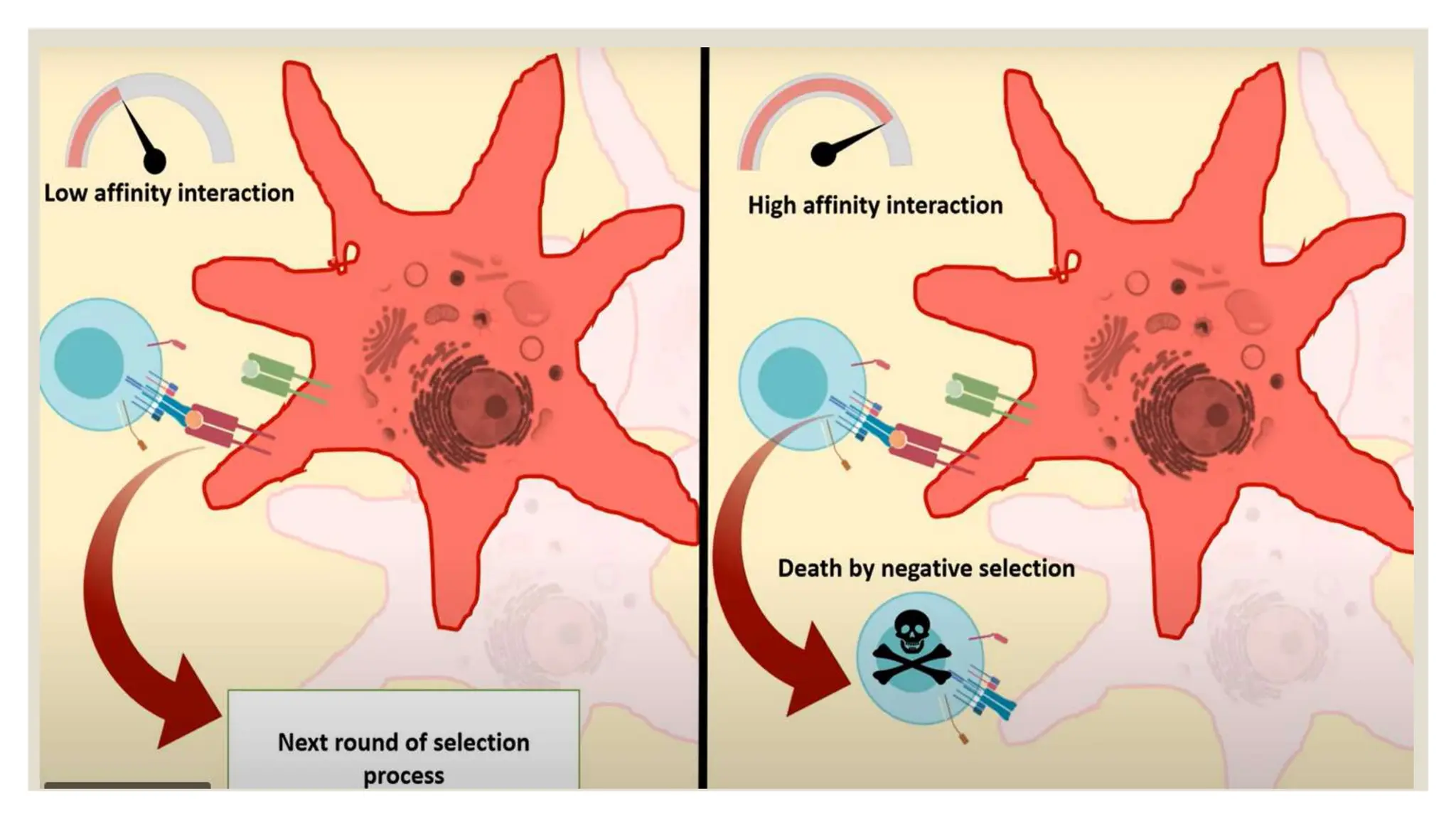 T CELL lymphocyte , its function, production and types pptx | PPTX