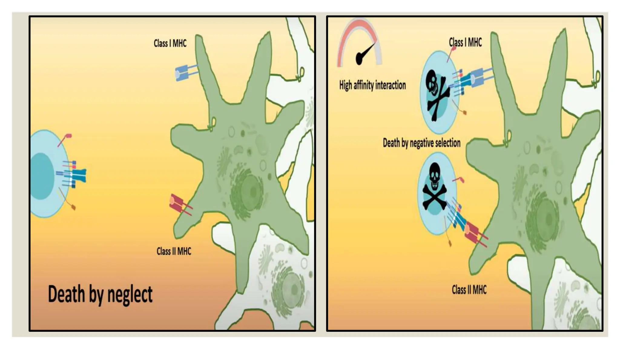 T CELL lymphocyte , its function, production and types pptx | PPTX