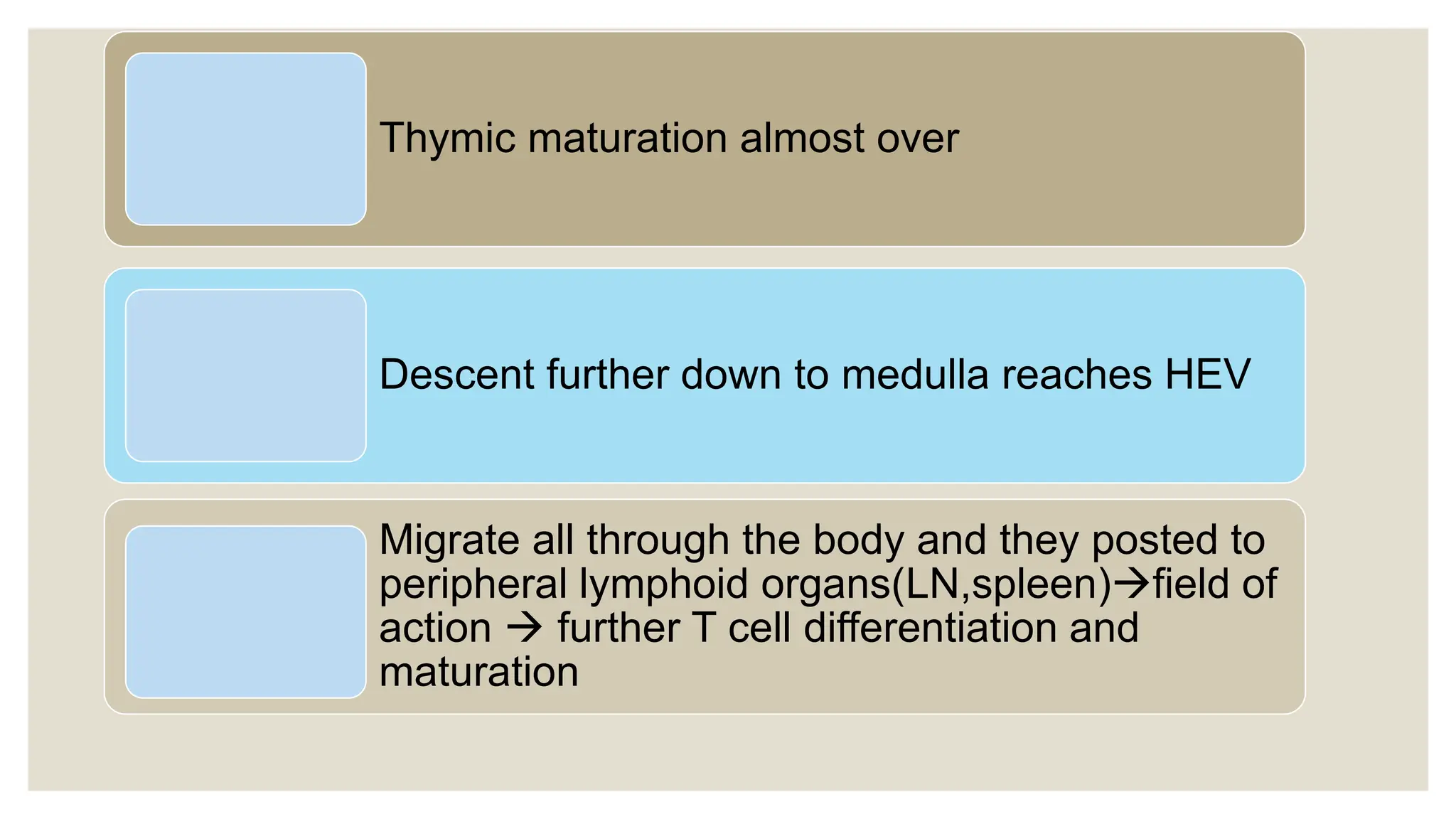 T CELL lymphocyte , its function, production and types pptx | PPTX