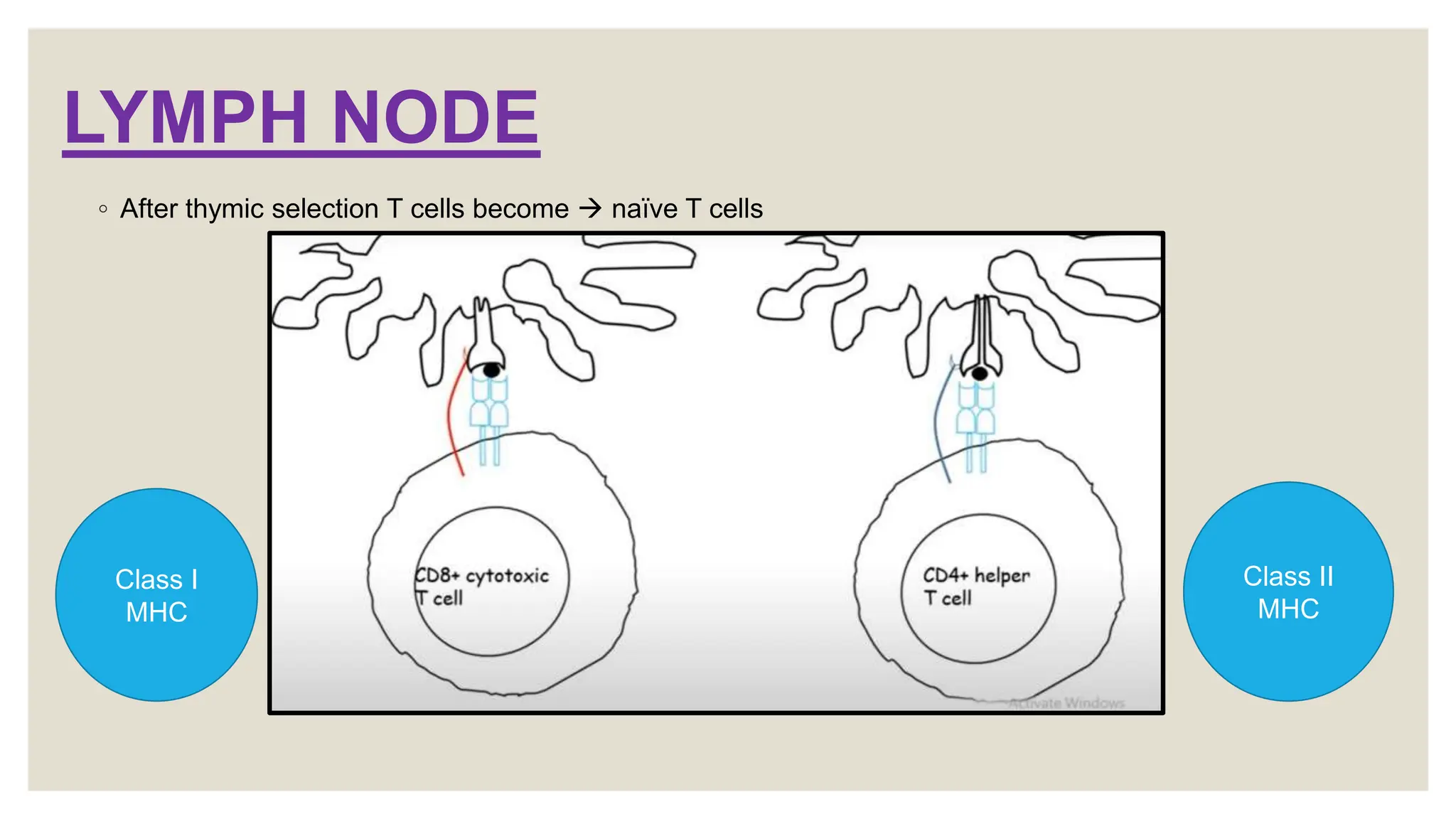 T CELL lymphocyte , its function, production and types pptx | PPTX