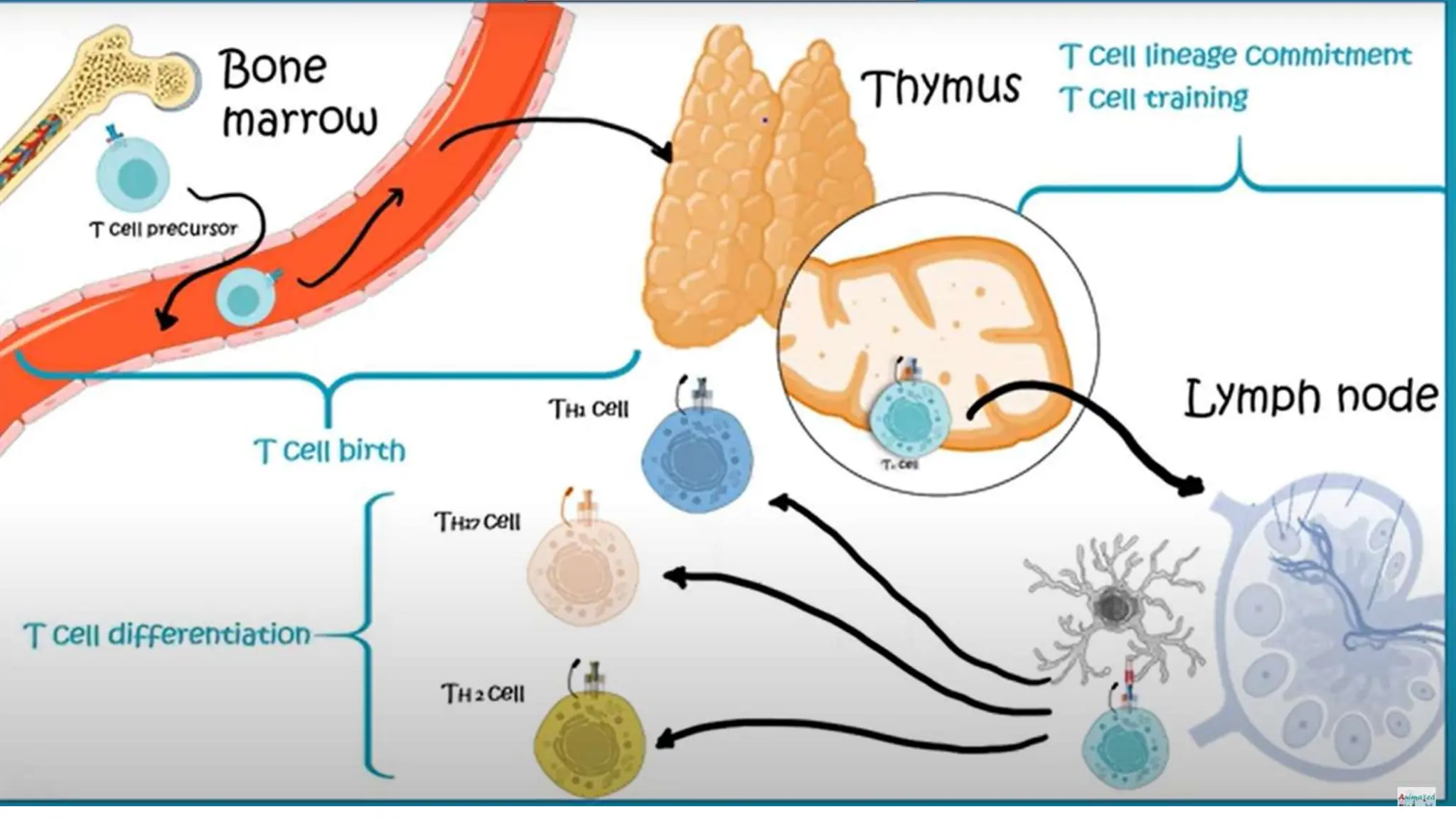 T CELL lymphocyte , its function, production and types pptx | PPTX