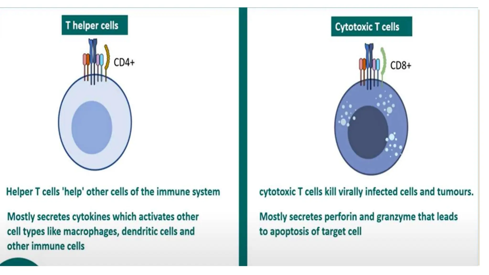 T CELL lymphocyte , its function, production and types pptx | PPTX