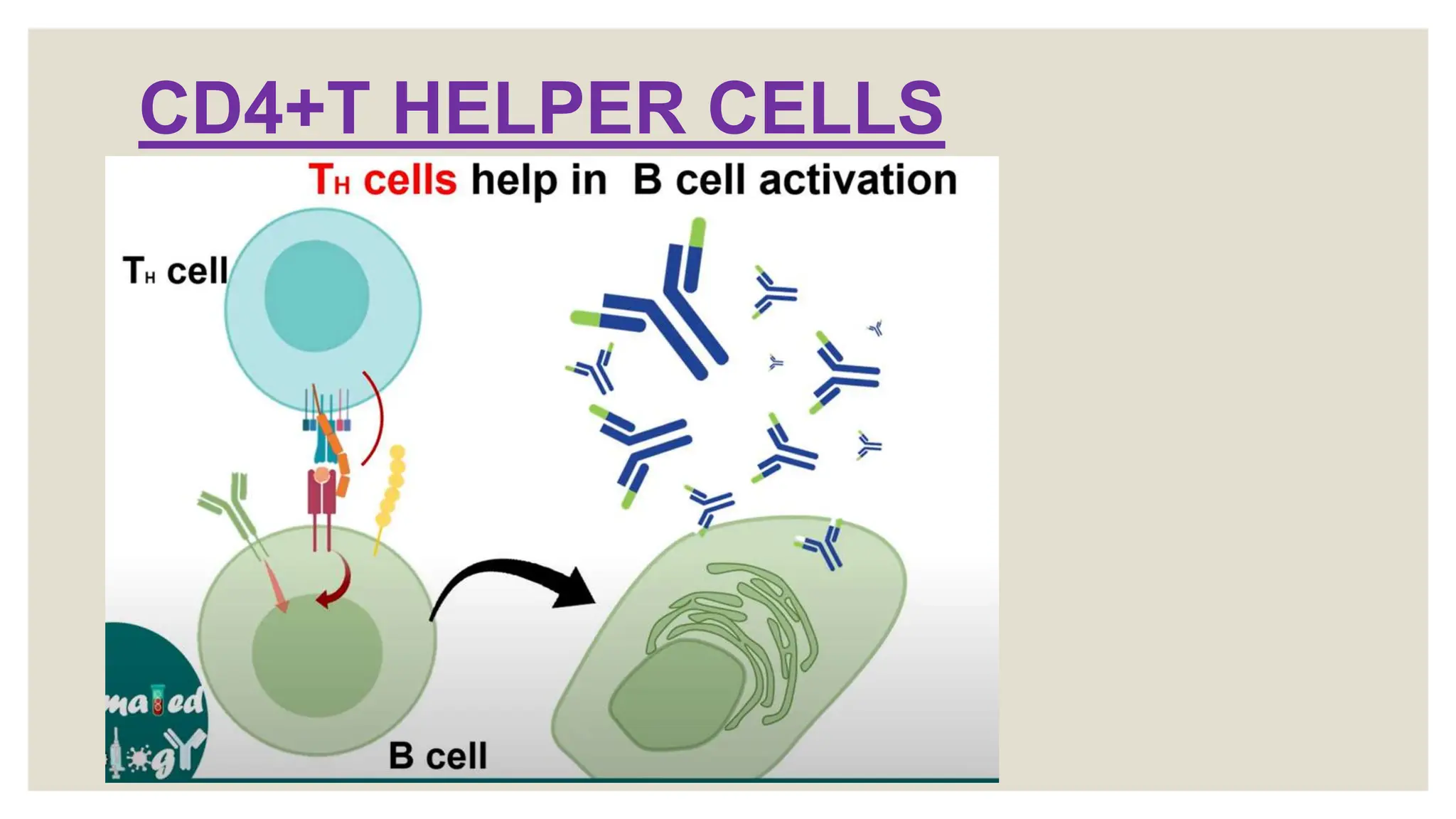 T CELL lymphocyte , its function, production and types pptx | PPTX