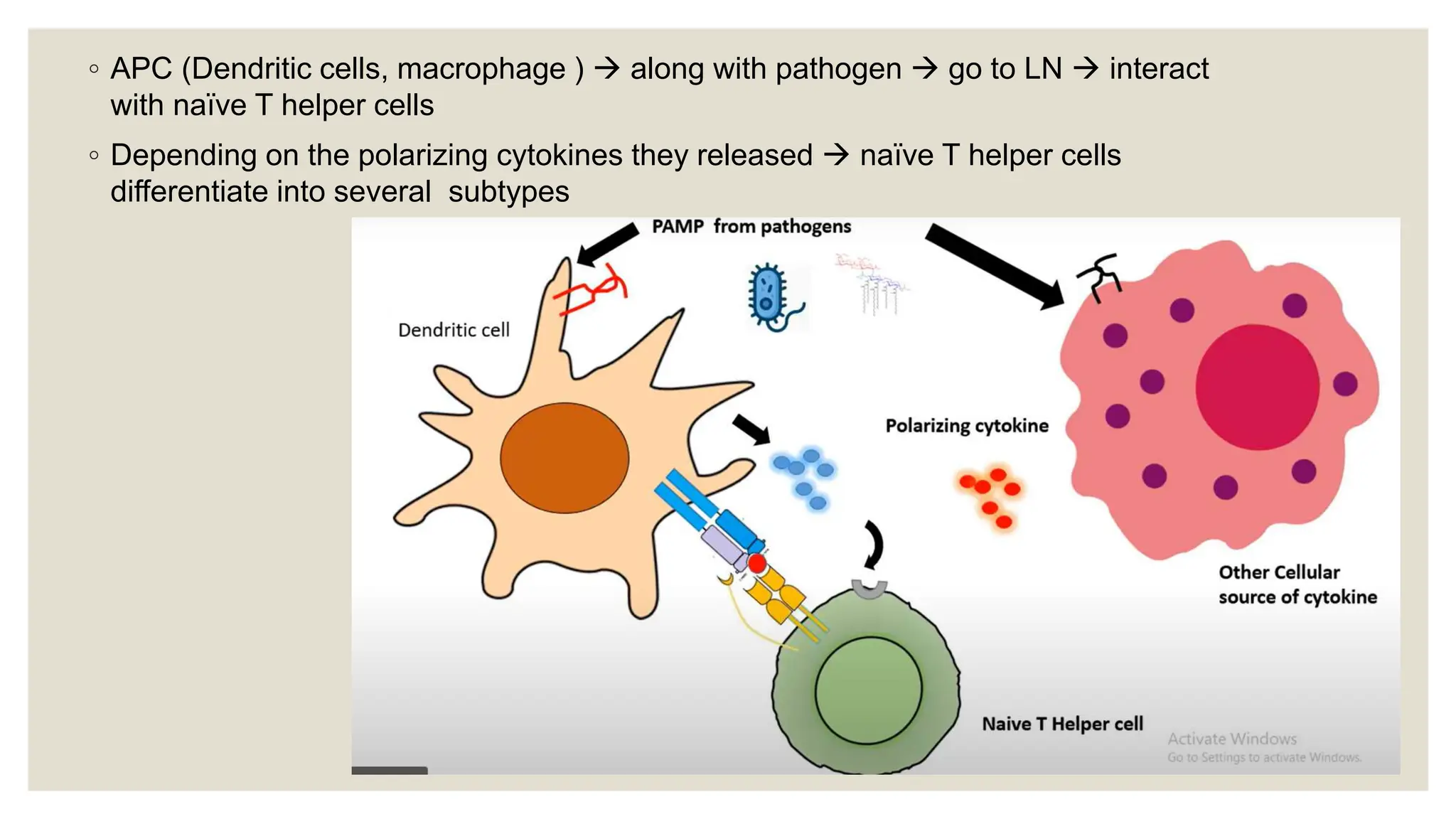 T CELL lymphocyte , its function, production and types pptx | PPTX