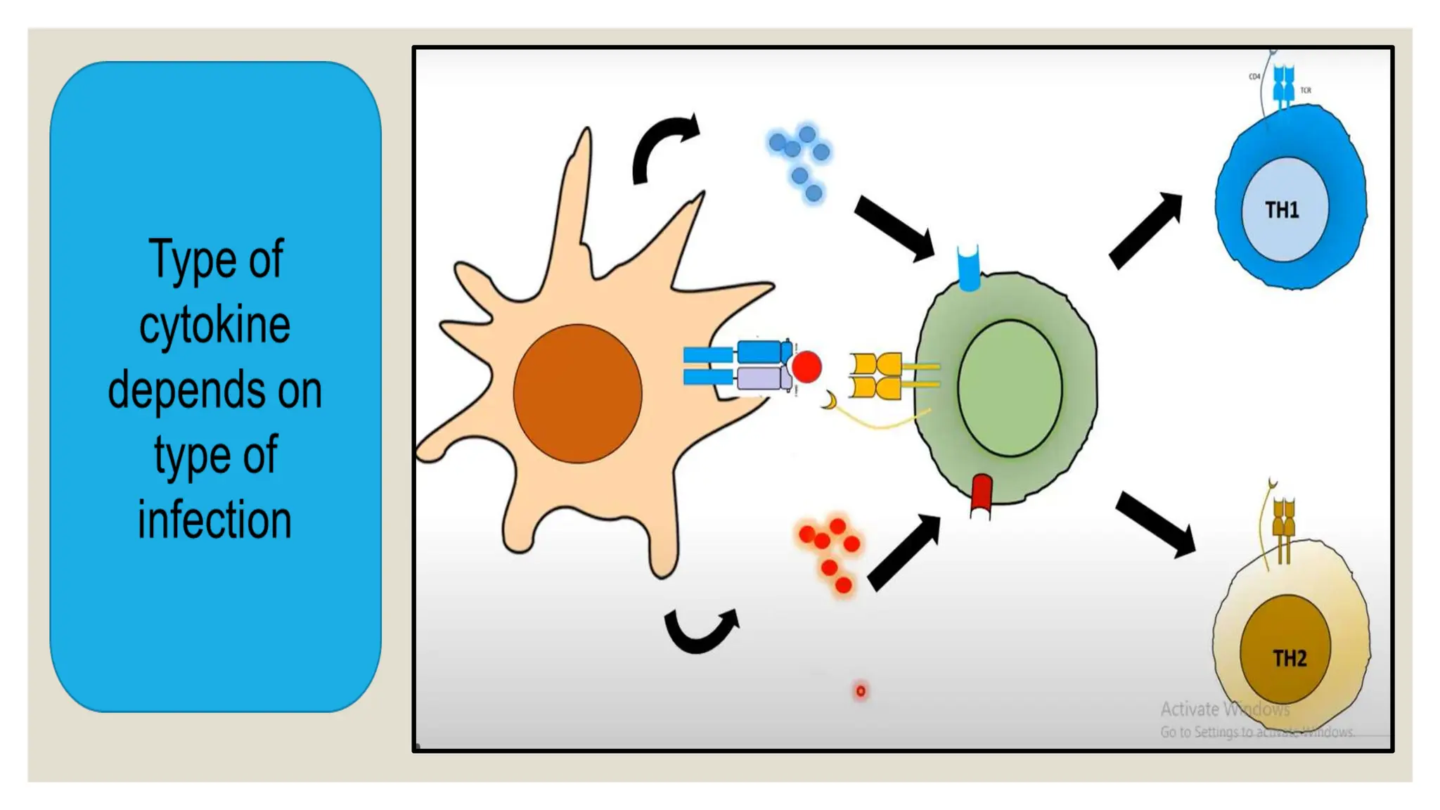 T CELL lymphocyte , its function, production and types pptx | PPTX