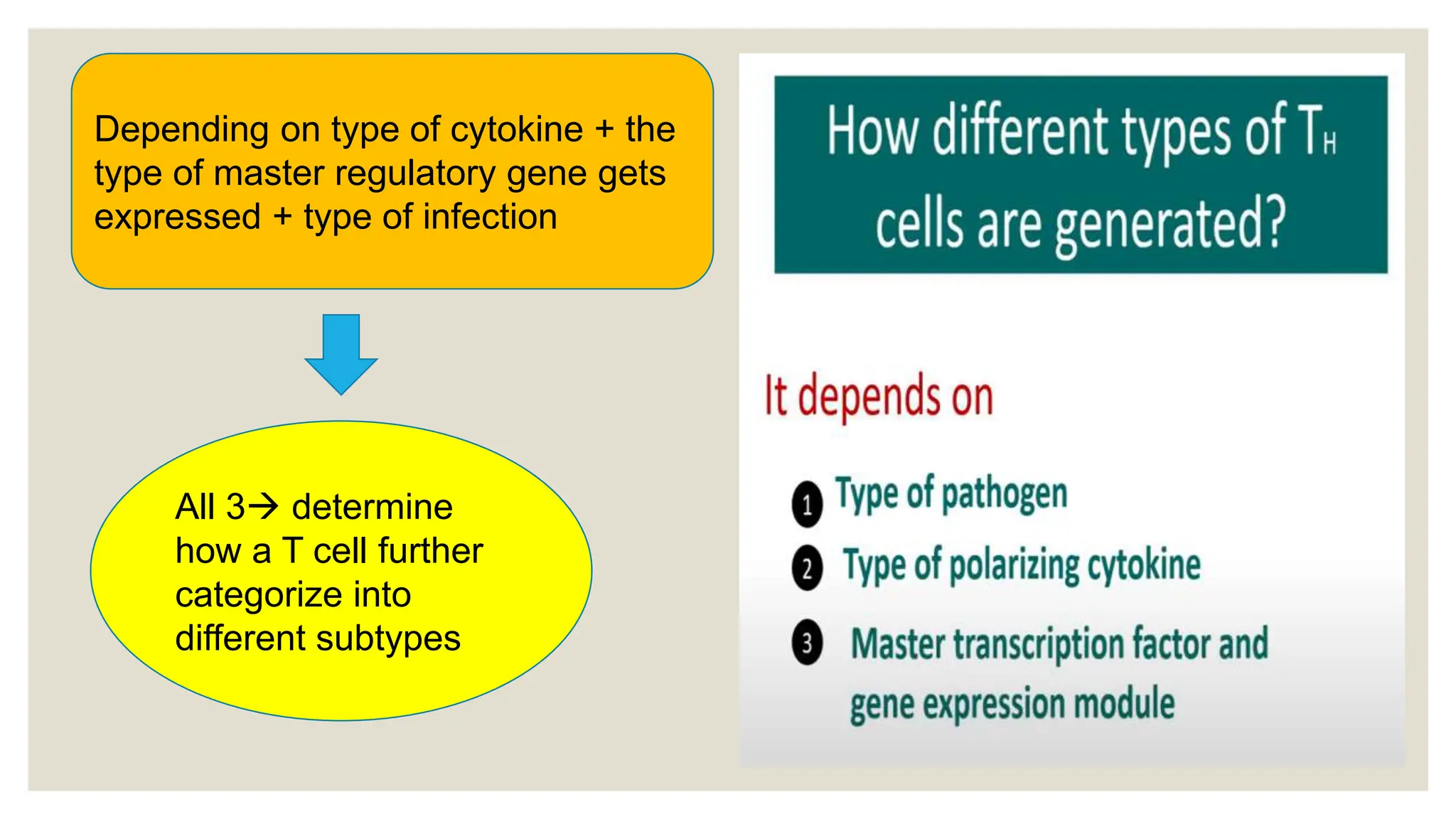 T CELL lymphocyte , its function, production and types pptx | PPTX