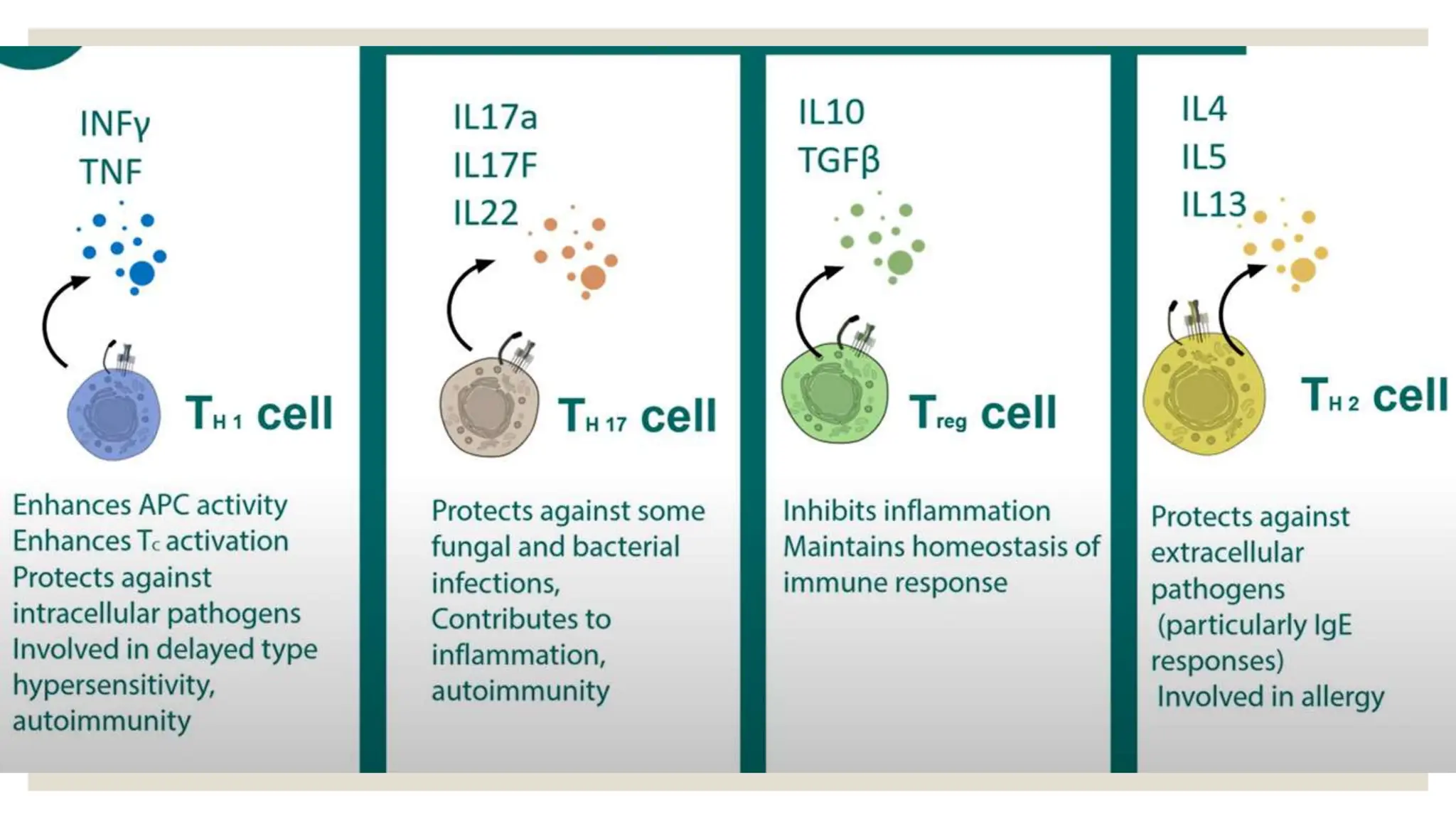 T CELL lymphocyte , its function, production and types pptx | PPTX
