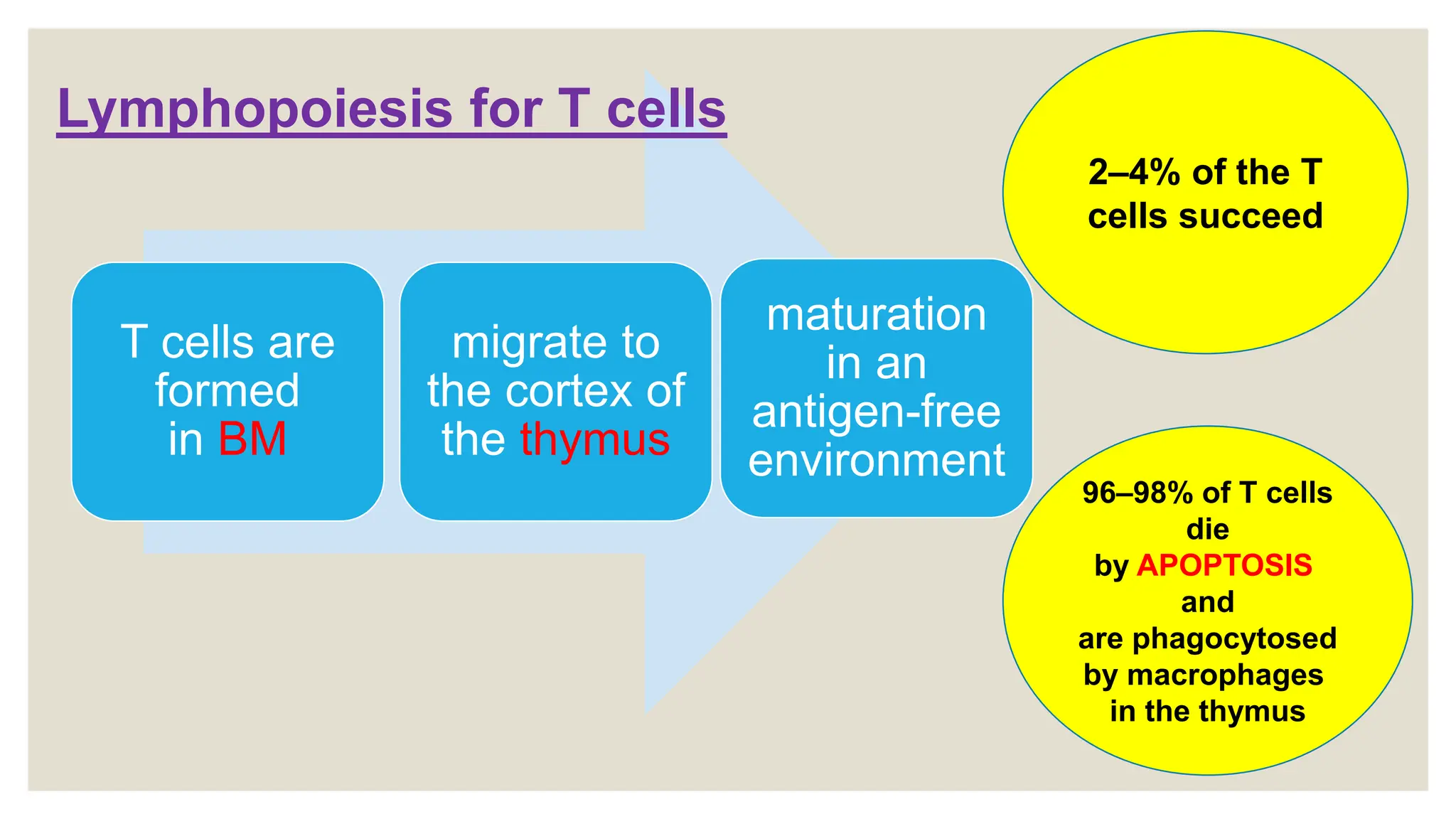 T CELL lymphocyte , its function, production and types pptx | PPTX