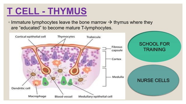 T CELL lymphocyte , its function, production and types pptx | PPTX