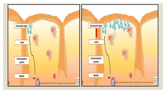 T CELL lymphocyte , its function, production and types pptx | PPTX