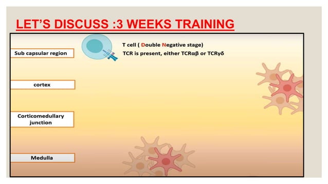 T CELL lymphocyte , its function, production and types pptx | PPTX