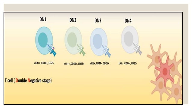 T CELL lymphocyte , its function, production and types pptx | PPTX