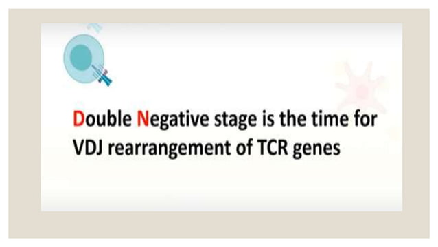 T CELL lymphocyte , its function, production and types pptx | PPTX
