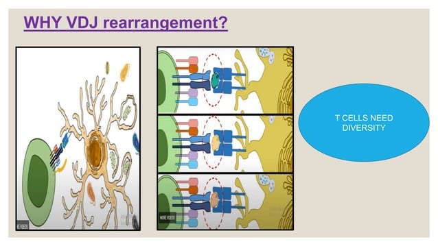 T CELL lymphocyte , its function, production and types pptx | PPTX