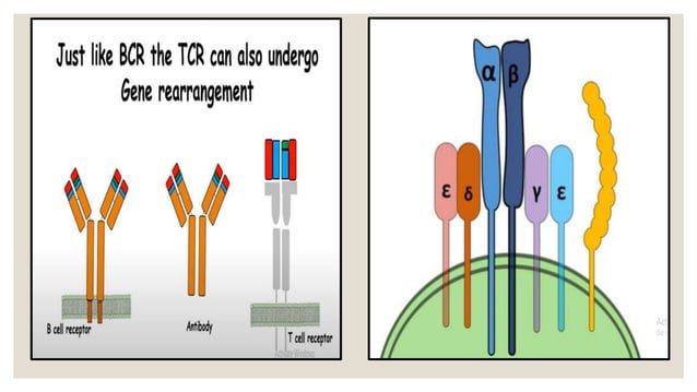 T CELL lymphocyte , its function, production and types pptx | PPTX