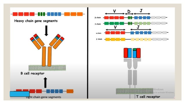 T CELL lymphocyte , its function, production and types pptx | PPTX