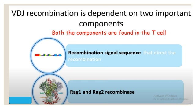 T CELL lymphocyte , its function, production and types pptx | PPTX