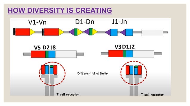 T CELL lymphocyte , its function, production and types pptx | PPTX