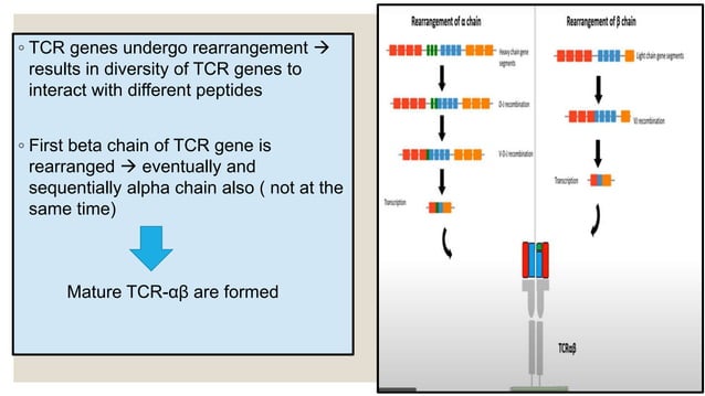 T CELL lymphocyte , its function, production and types pptx | PPTX