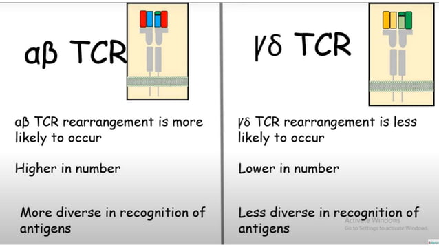 T CELL lymphocyte , its function, production and types pptx | PPTX