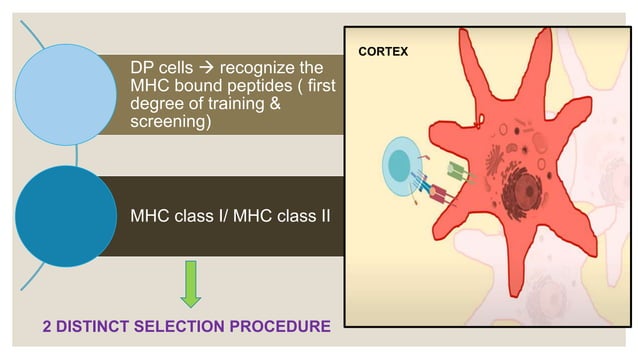 T CELL lymphocyte , its function, production and types pptx | PPTX