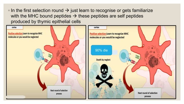 T CELL lymphocyte , its function, production and types pptx | PPTX