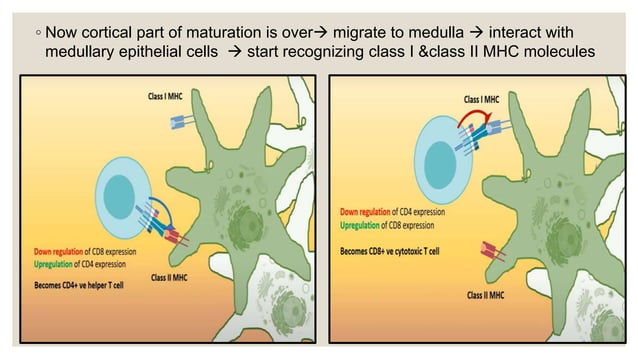 T CELL lymphocyte , its function, production and types pptx | PPTX