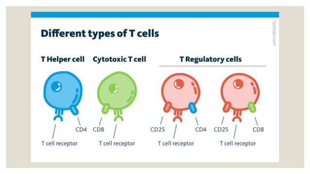 T CELL lymphocyte , its function, production and types pptx | PPTX