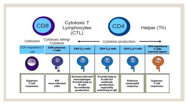 T CELL lymphocyte , its function, production and types pptx | PPTX